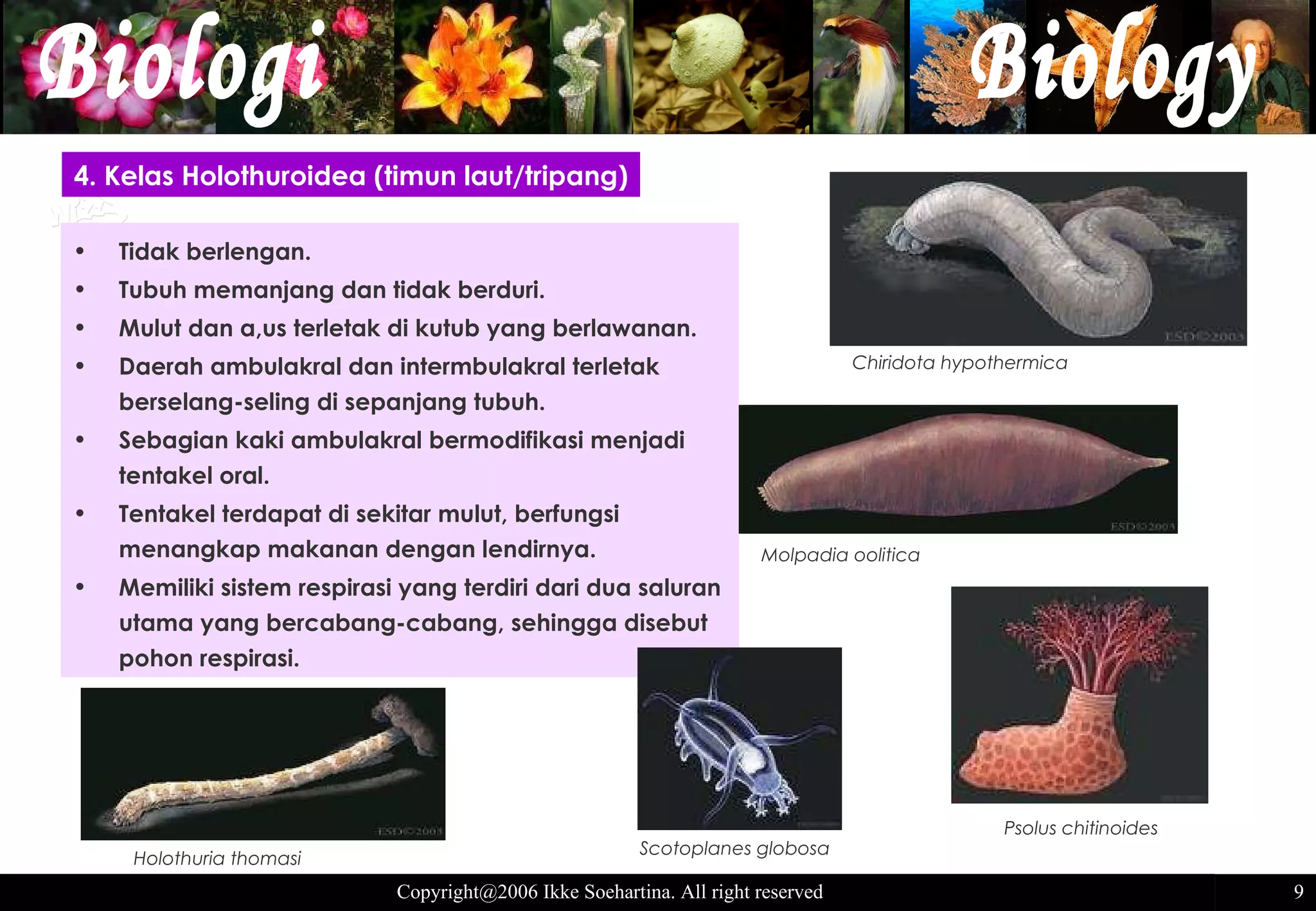 Kingdom Animalia Invertebrata Echinodermata | PPT