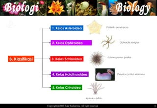 Kingdom Animalia Invertebrata Echinodermata | PPT