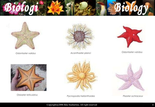 Kingdom Animalia Invertebrata Echinodermata | PPT