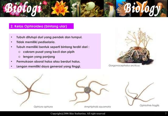 Kingdom Animalia Invertebrata Echinodermata | PPT