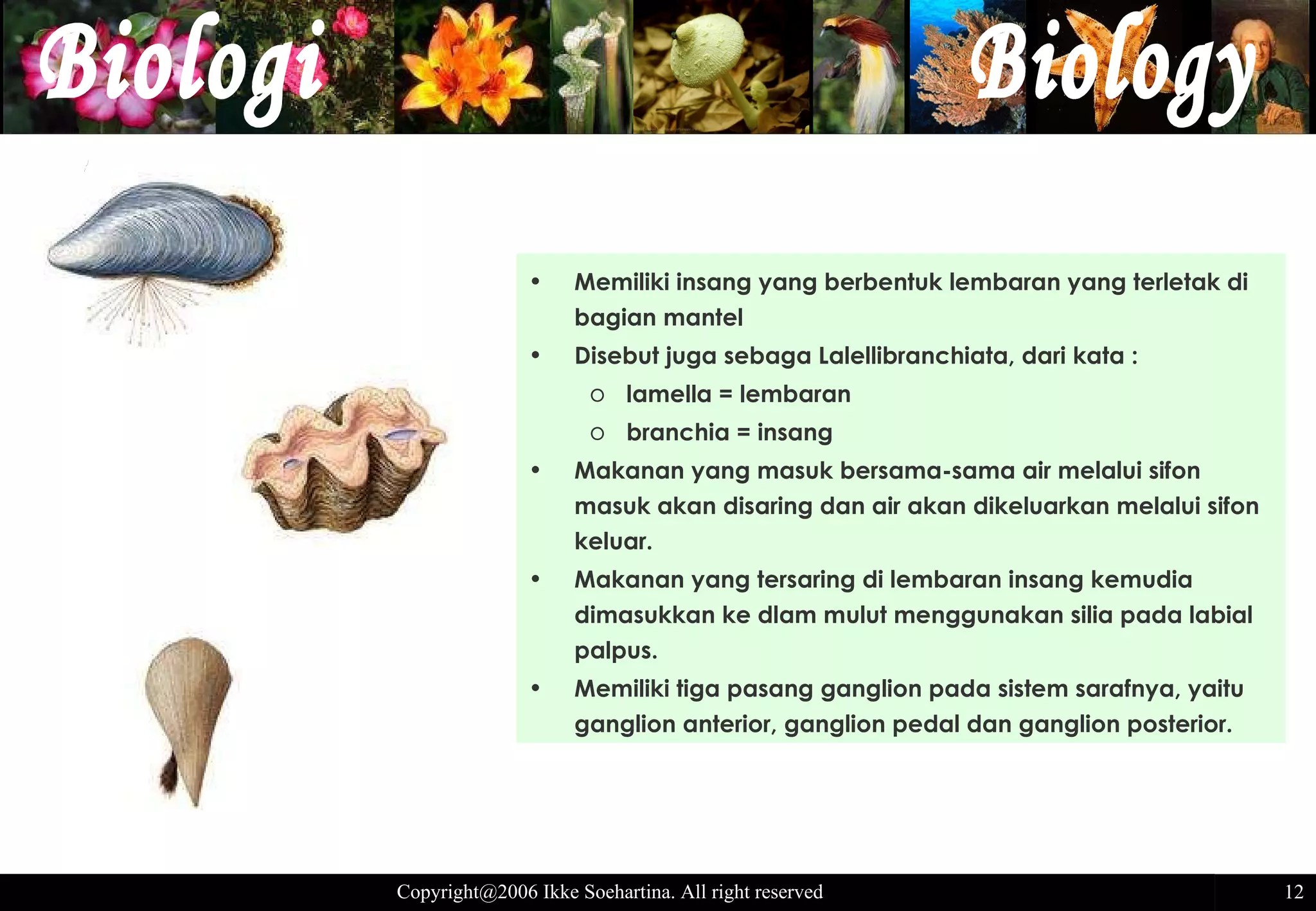 Kingdom Animalia Invertebrata Mollusca | PPT