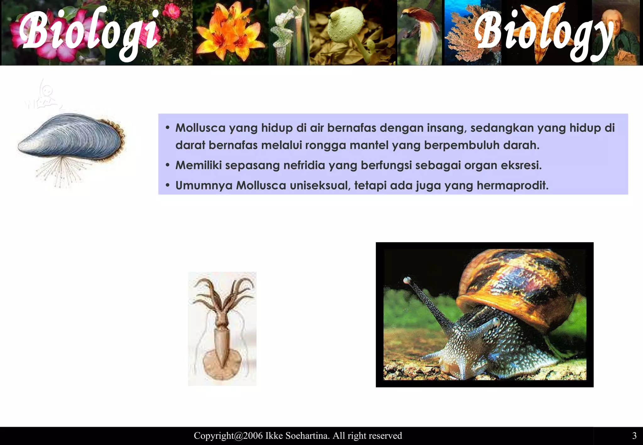Kingdom Animalia Invertebrata Mollusca | PPT