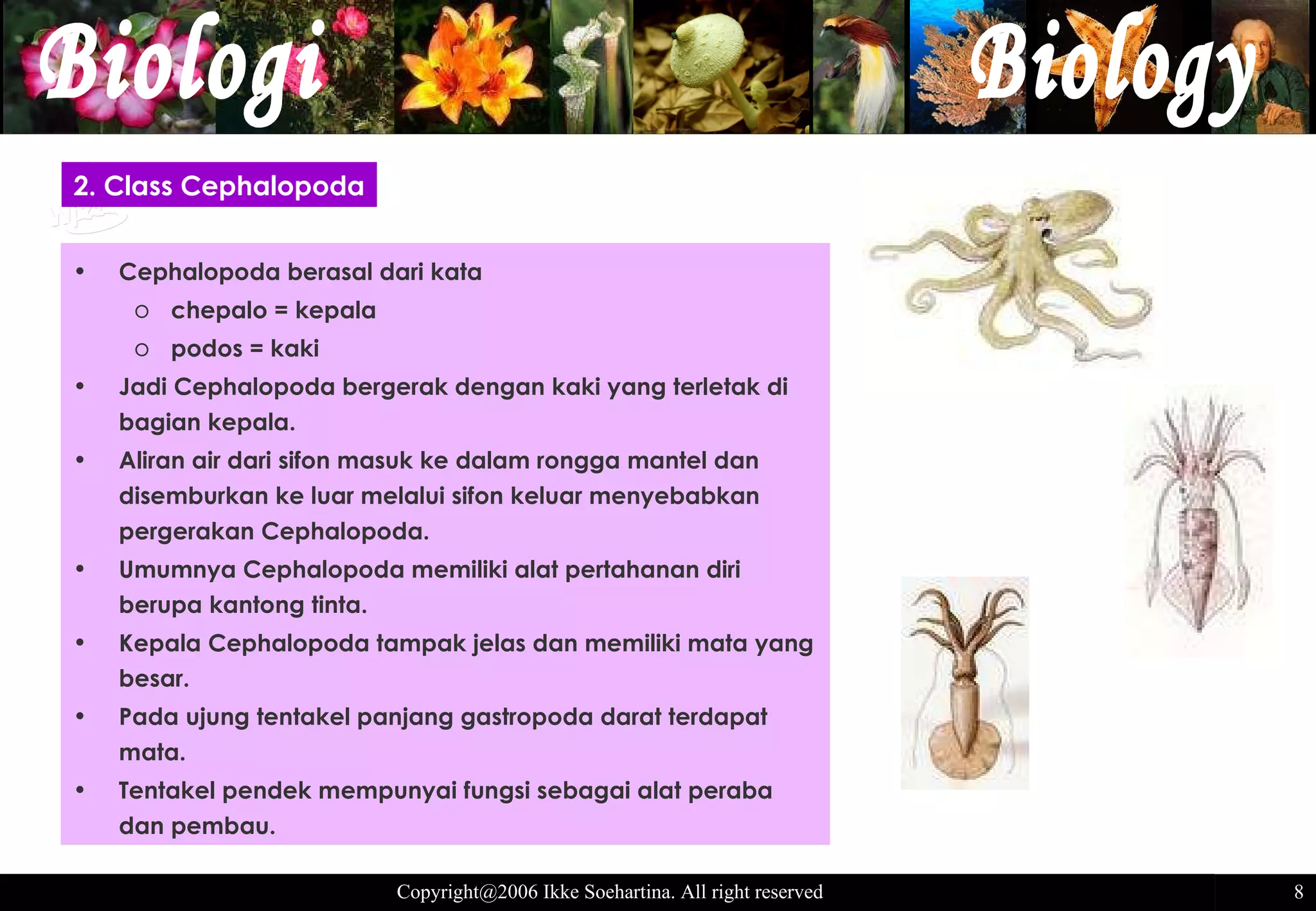 Kingdom Animalia Invertebrata Mollusca | PPT