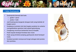 Kingdom Animalia Invertebrata Mollusca | PPT
