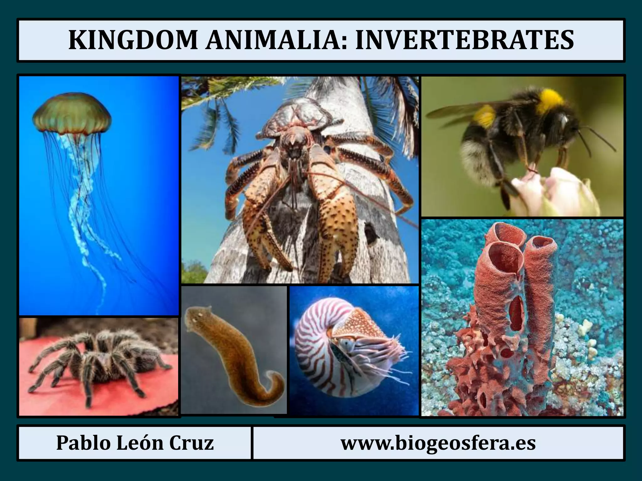 Kingdom Animalia - Invertebrates | PPTX | Biological Sciences | Science