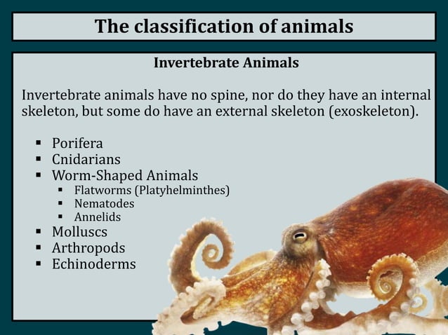 Kingdom Animalia - Invertebrates | PPT