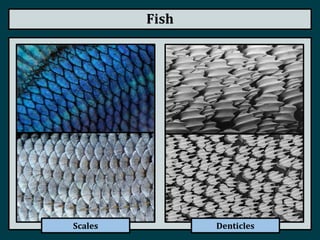 Kingdom Animalia - Vertebrates | PDF