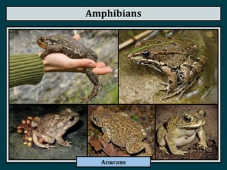 Kingdom Animalia - Vertebrates | PDF