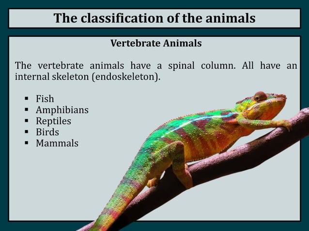 Kingdom Animalia - Vertebrates | PDF | Fish and Aquariums | Pets