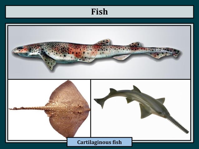Kingdom Animalia - Vertebrates | PDF | Fish and Aquariums | Pets