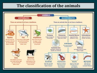 Animal Kingdom Chart For Kids