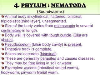 Kingdom animalia by louie | PPT