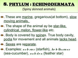 Kingdom animalia by louie | PPT