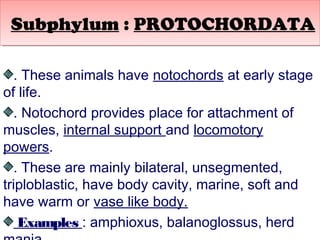 Kingdom animalia by louie | PPT