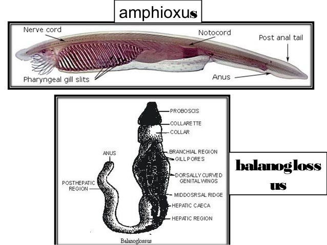 Examples Of Protochordata Phylum – Mollusca, Echinodermata And