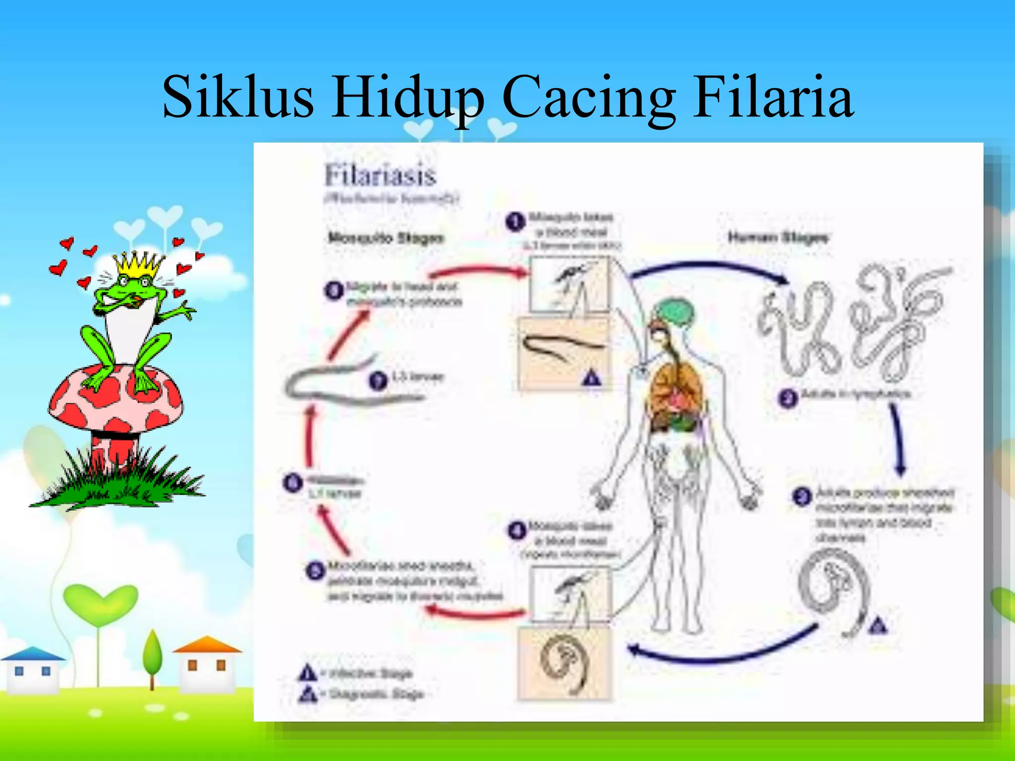 Kingdom animalia dan siklus hidupnya. | PPT