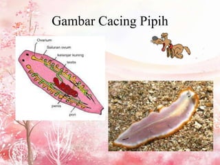 Kingdom animalia dan siklus hidupnya. | PPTX