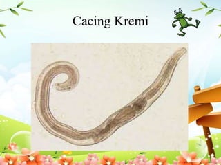 Kingdom animalia dan siklus hidupnya. | PPTX