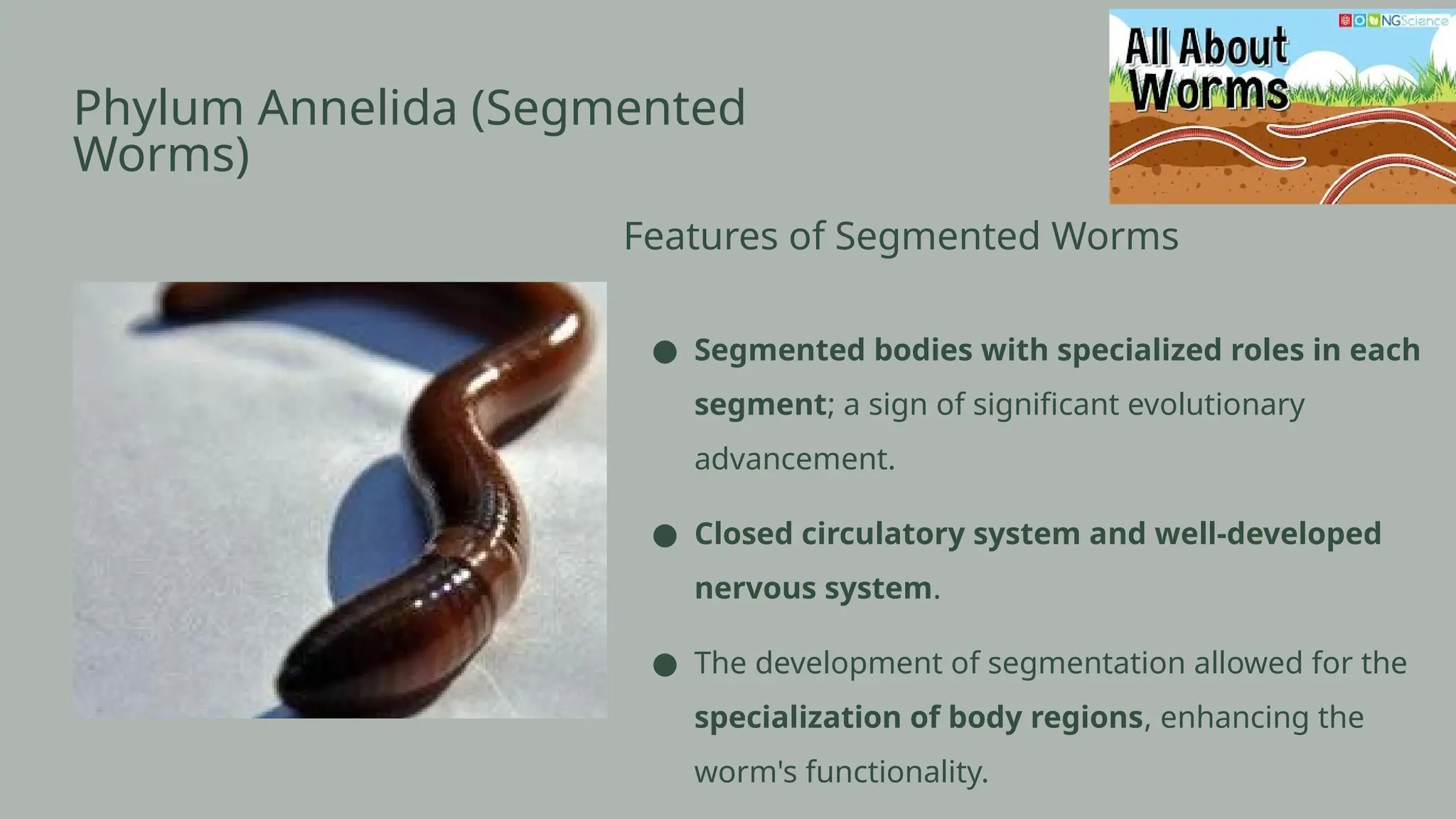 Kingdom Animalia_ The Diverse World of Animals.pptx