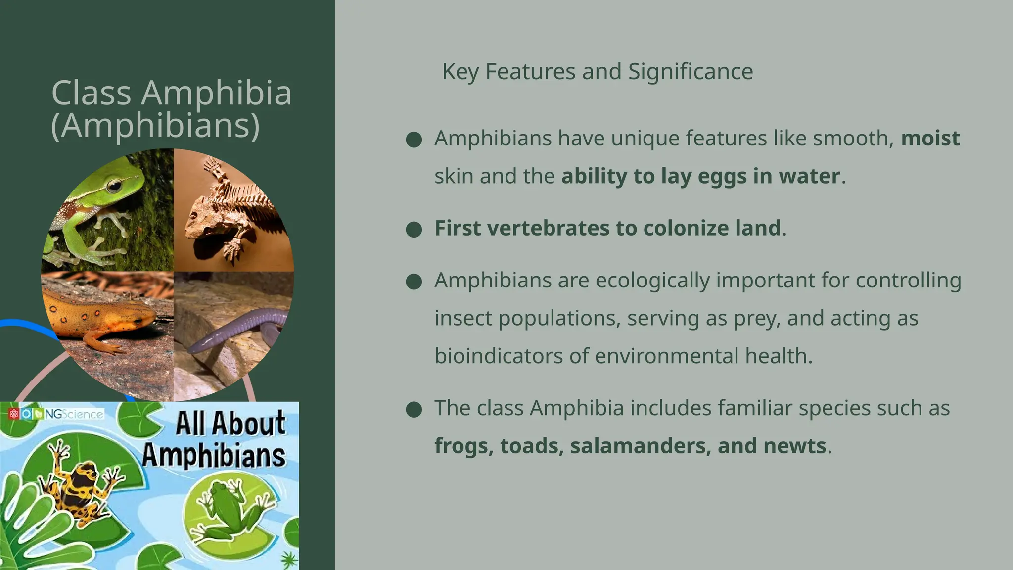 Kingdom Animalia_ The Diverse World of Animals.pptx