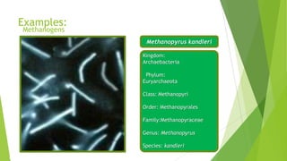 Kingdom Archaebacteria | PPSX