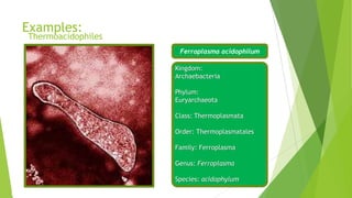 Kingdom Archaebacteria | PPSX