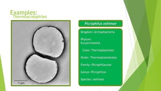 Kingdom Archaebacteria | PPSX
