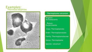 Kingdom Archaebacteria | PPSX