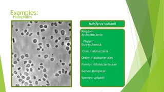 Kingdom Archaebacteria | PPSX