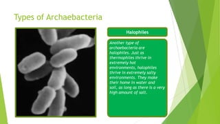 Halophiles Archaebacteria