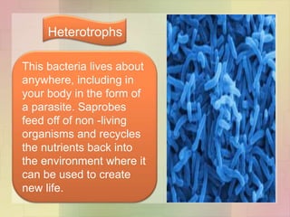 Kingdom archaebacteria | PPTX