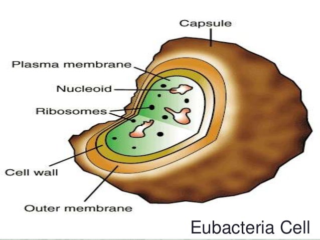 Archaebacteria Cell Type