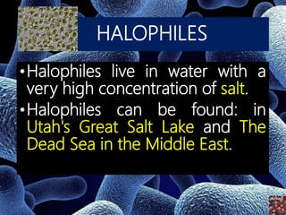 KINGDOM ARCHAEBACTERIA | PPTX