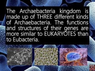 Kingdom Archaebacteria
