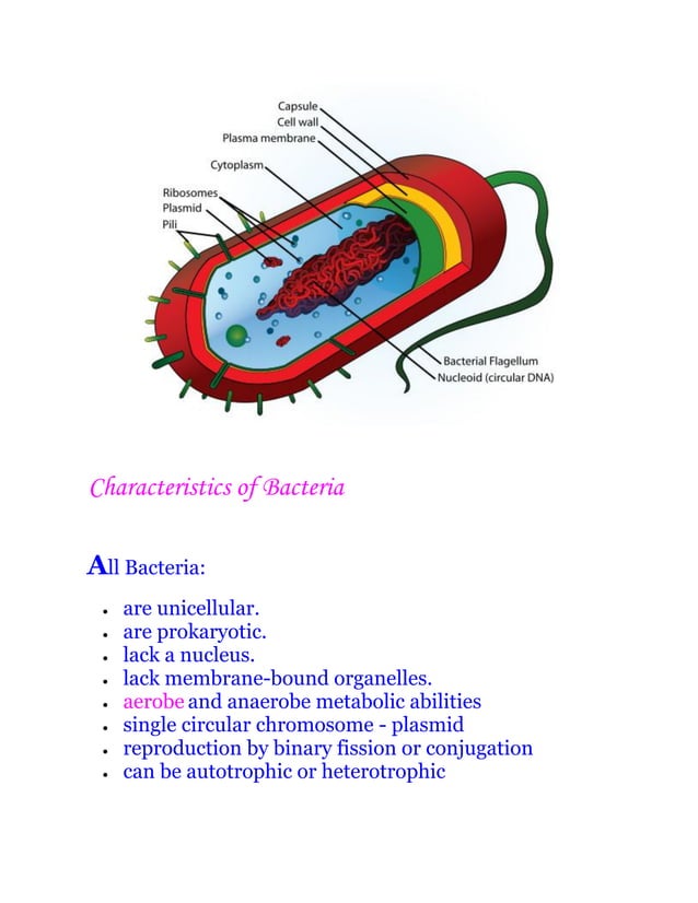 Kingdom Bacteria | PDF | Infectious Diseases | Diseases and Conditions