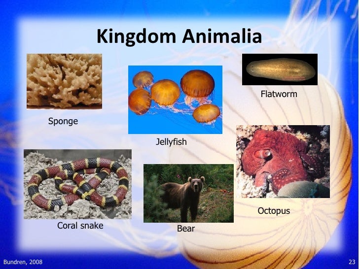 Kingdom Animalia Summary Chart