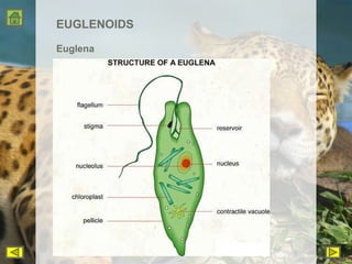 Kingdom classification | PPS