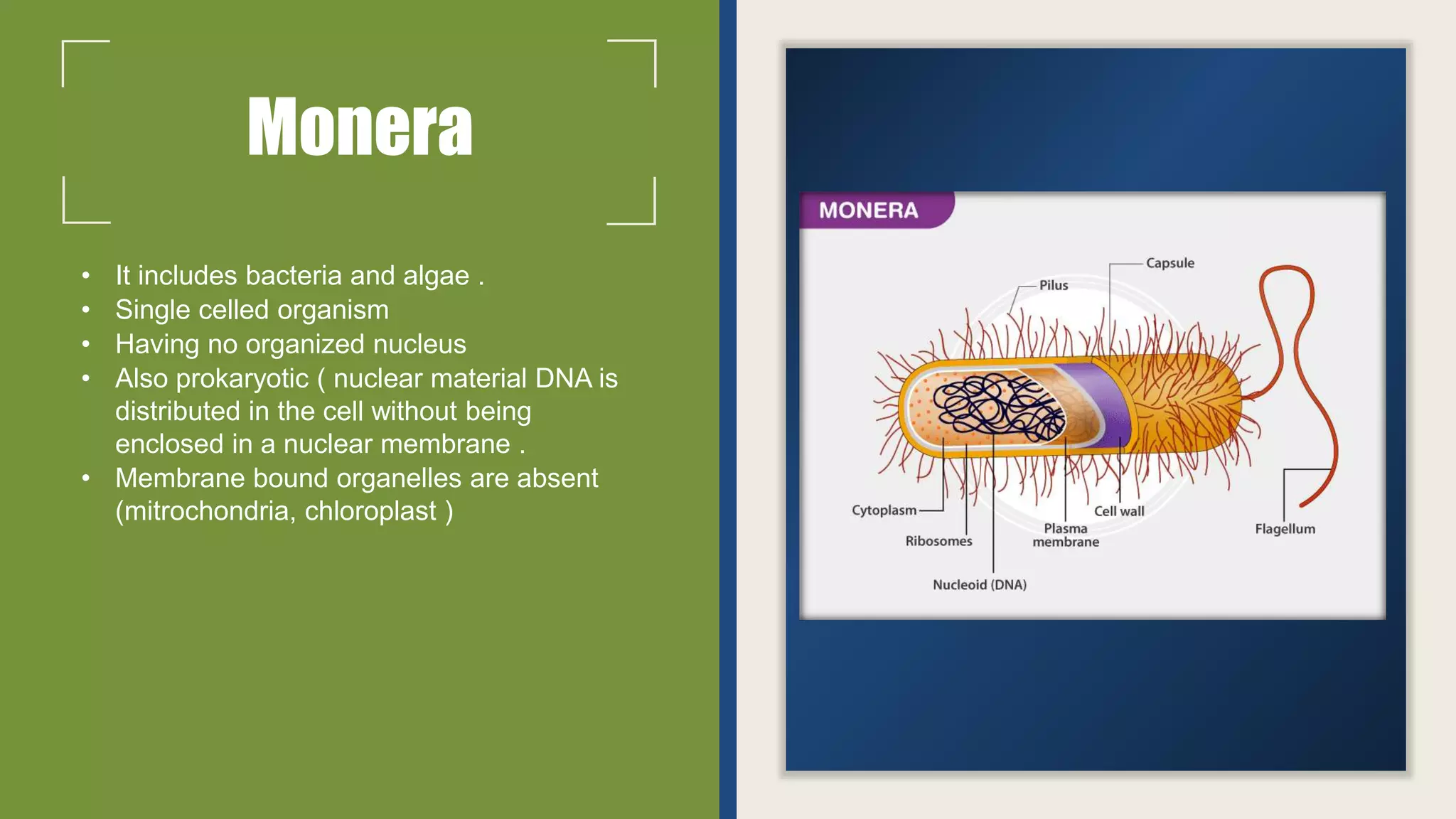 Kingdom classification and details classification of kingdom and phyllum | PPTX