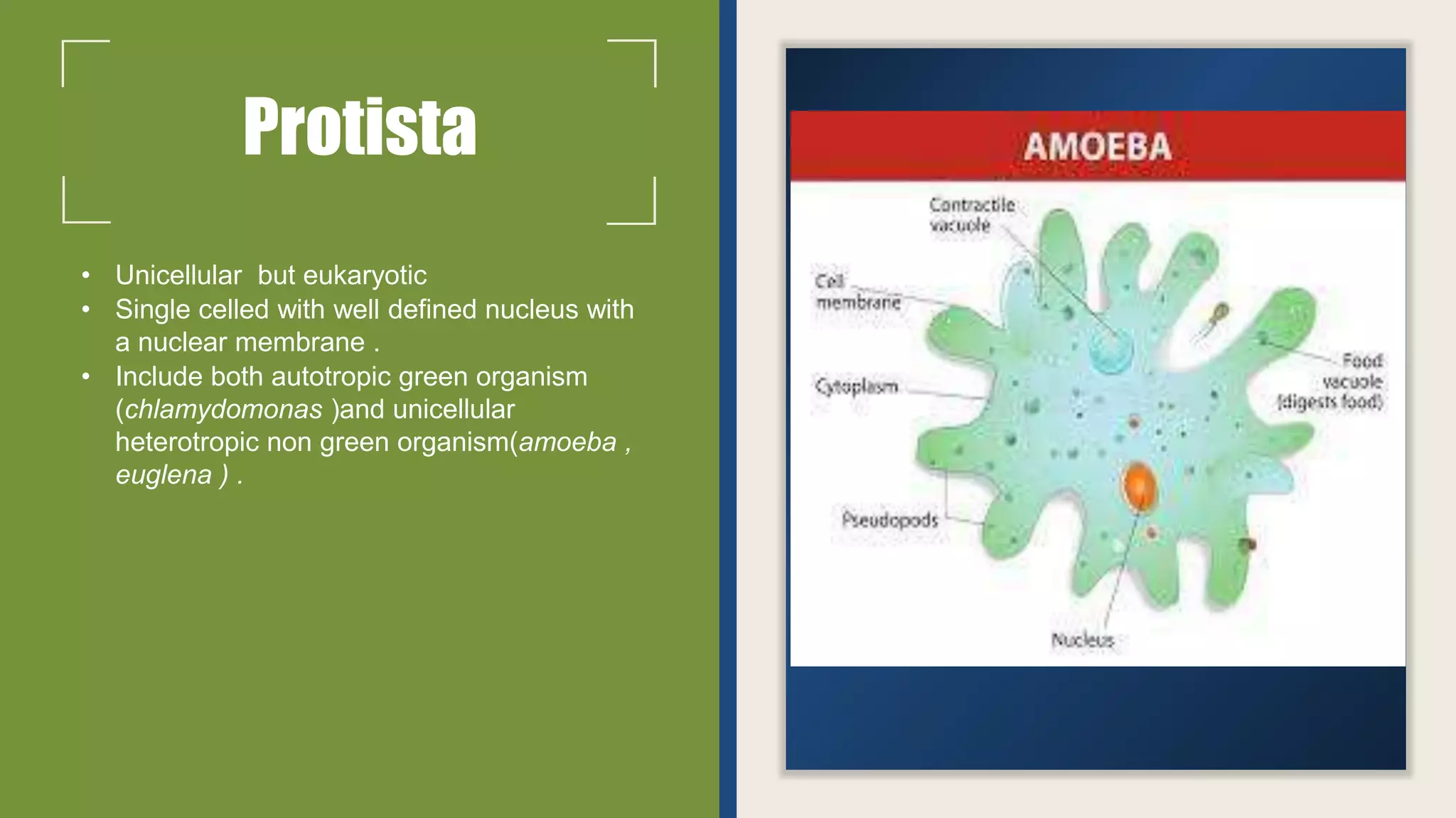 Kingdom classification and details classification of kingdom and ...