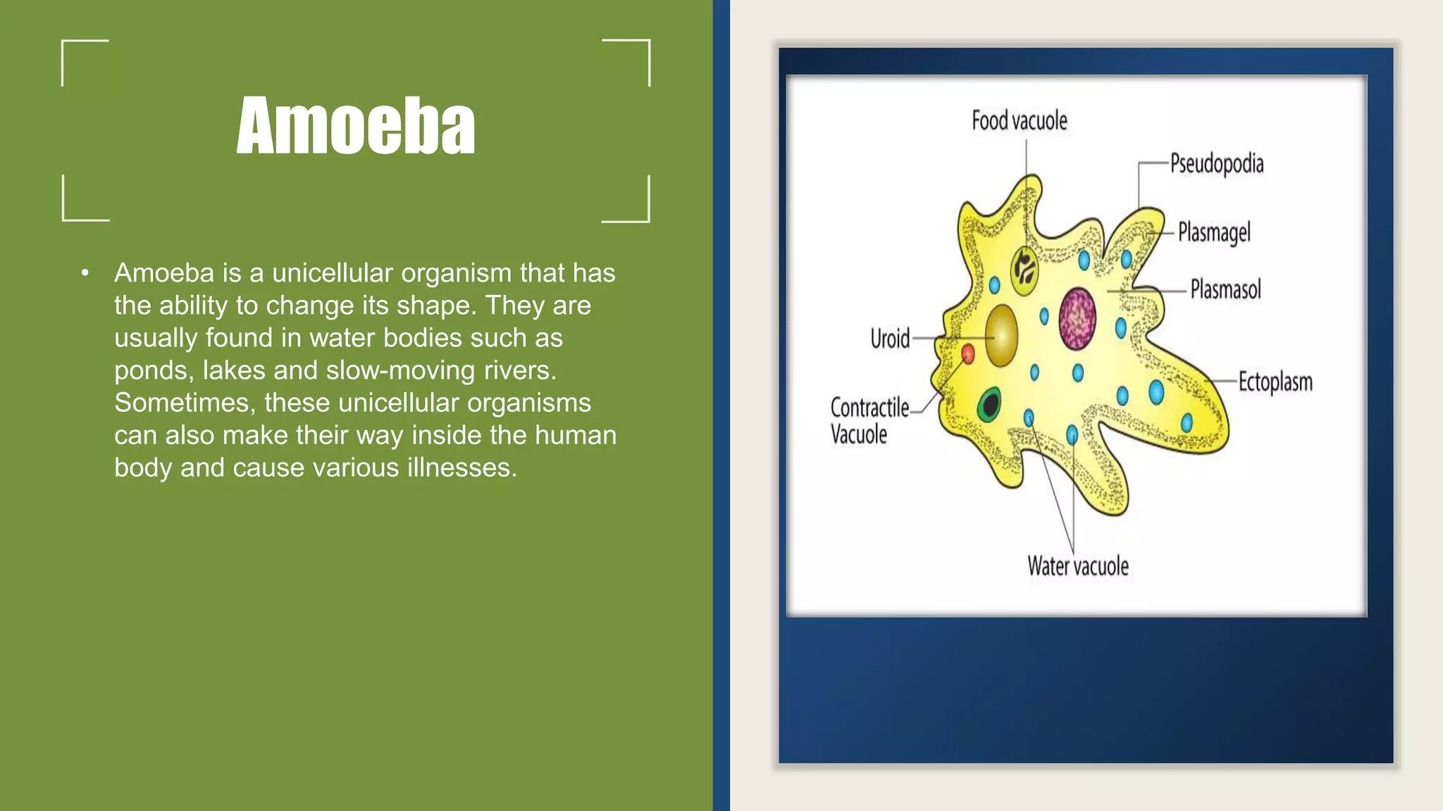 Kingdom classification and details classification of kingdom and ...