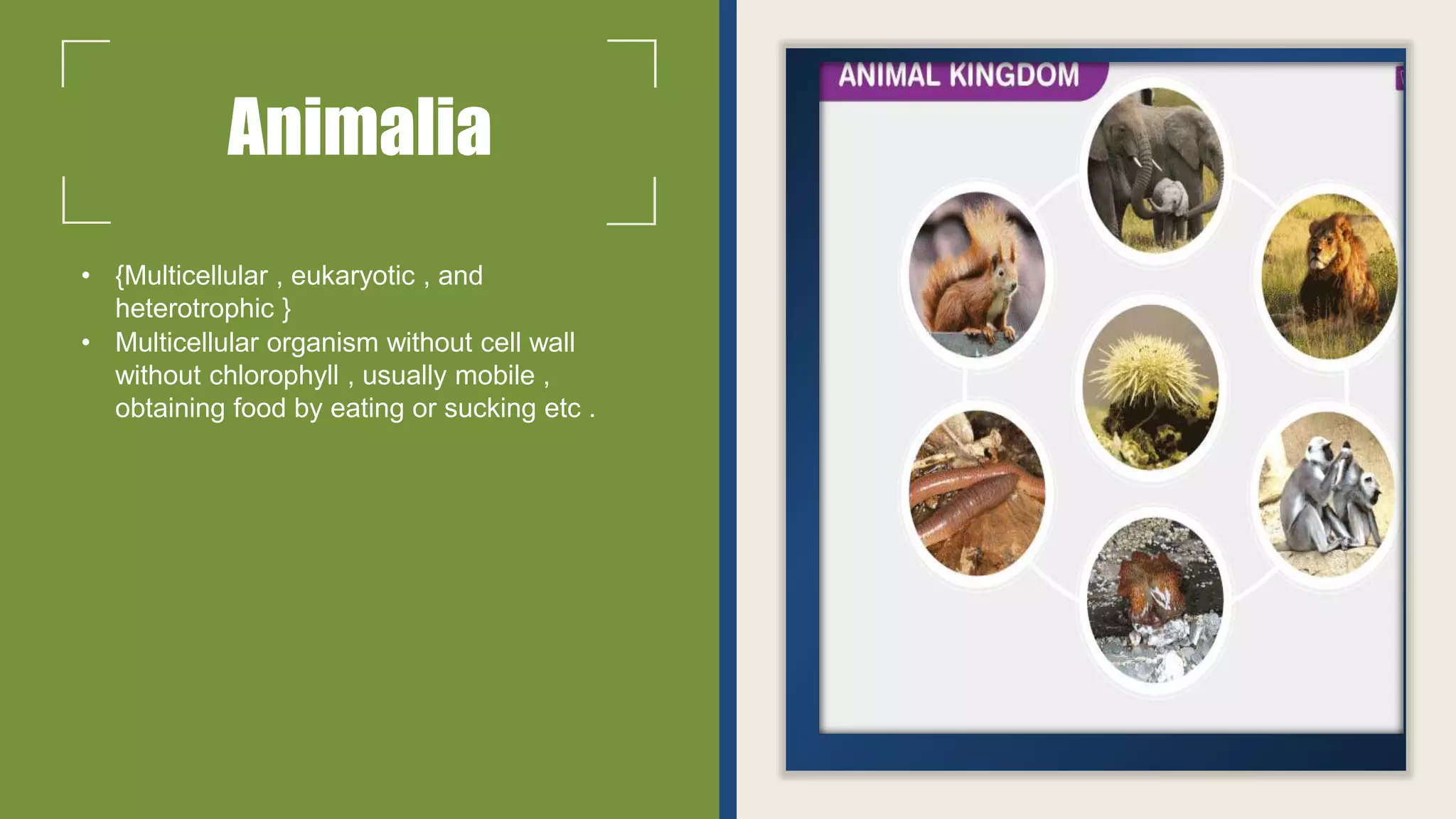 Kingdom classification and details classification of kingdom and ...