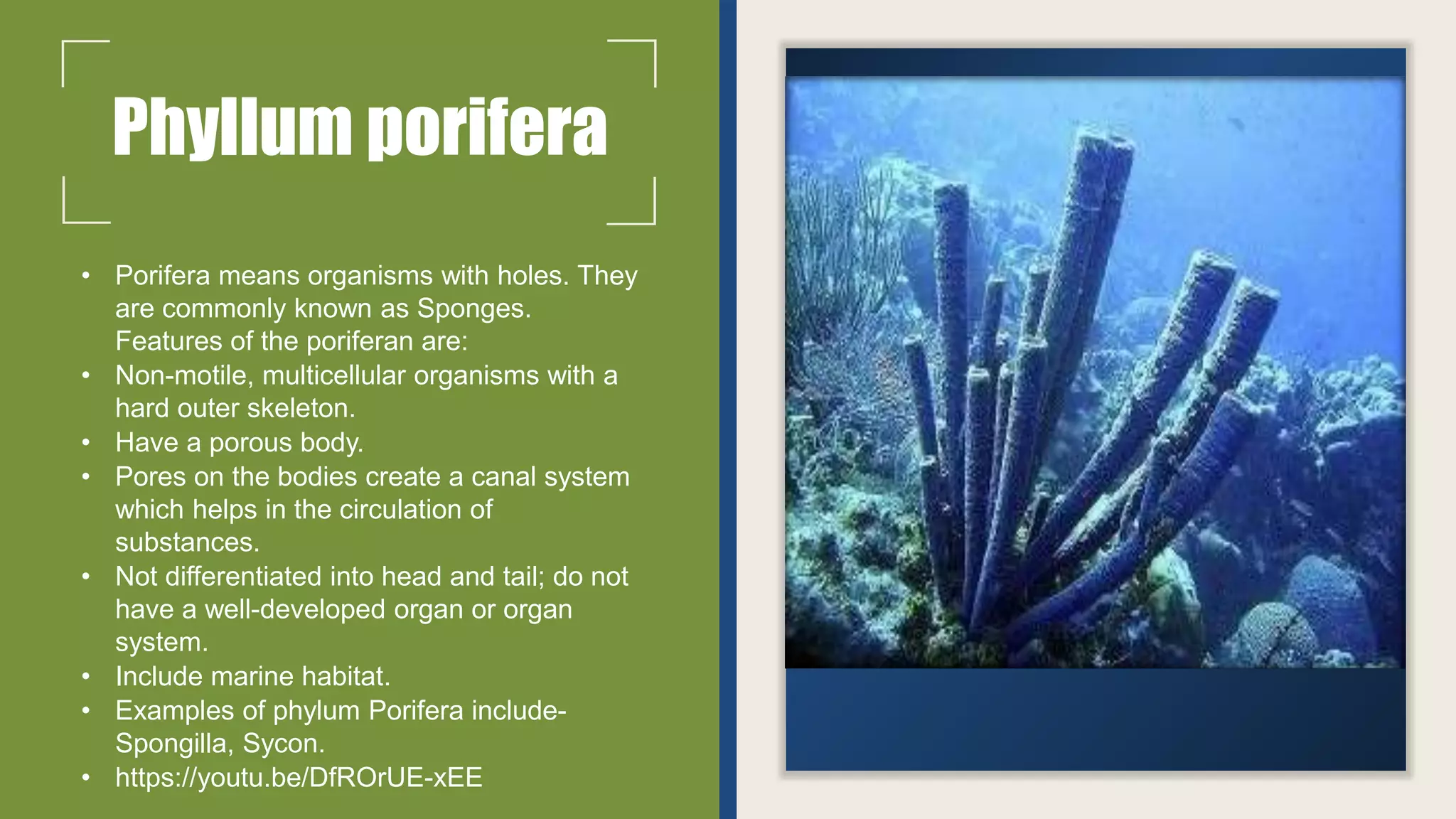 Kingdom classification and details classification of kingdom and ...