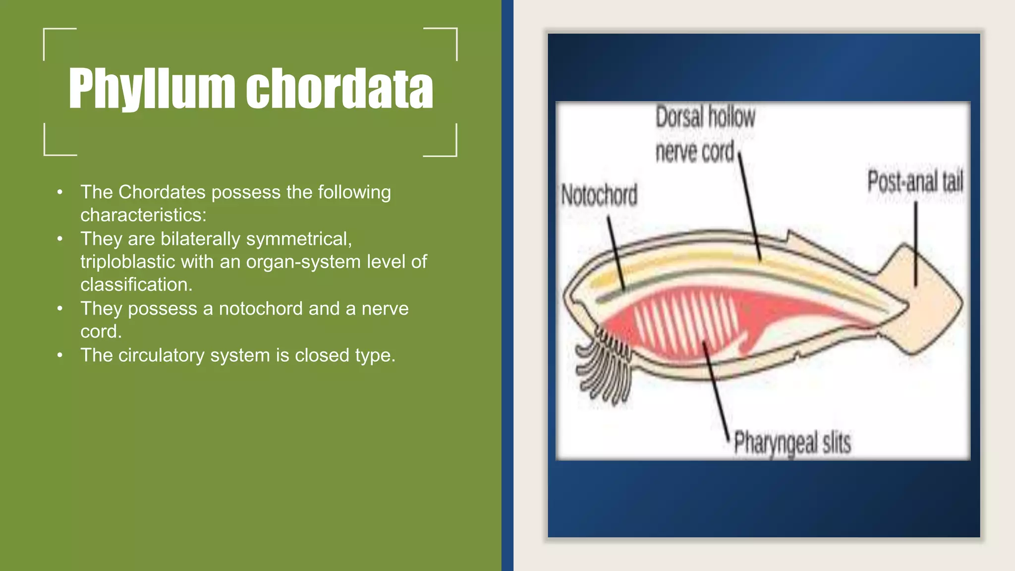 Kingdom classification and details classification of kingdom and phyllum | PPTX