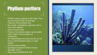 Kingdom classification and details classification of kingdom and ...