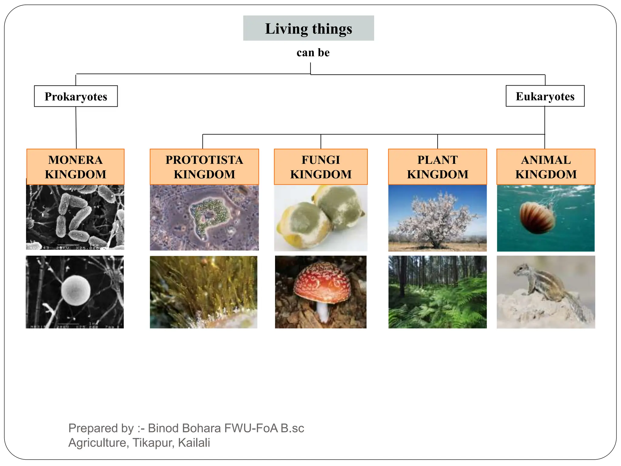 Kingdom ClassificationCarolus Linnaeus proposed the two-kingdom ...