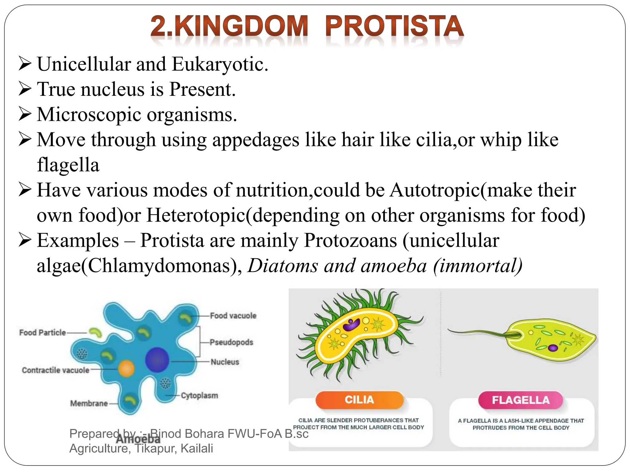 Kingdom ClassificationCarolus Linnaeus proposed the two-kingdom ...