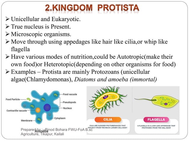 Kingdom ClassificationCarolus Linnaeus proposed the two-kingdom ...