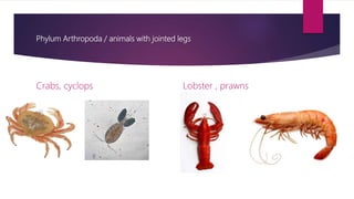 Kingdome animalia | PPTX