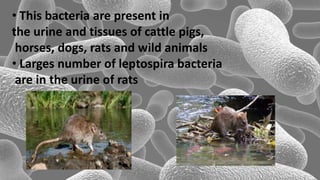 Eubacteria Kingdom Animals