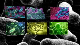 Eubacteria Kingdom Animals